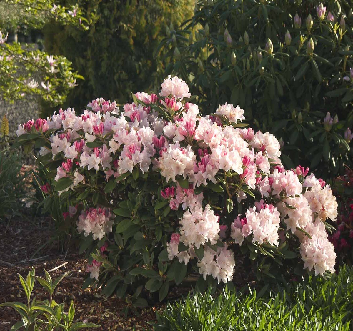 Rhododendron X Yaku Prince Rhododendron | SiteOne