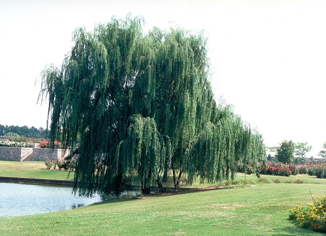 Salix Babylonica Weeping Willow | SiteOne