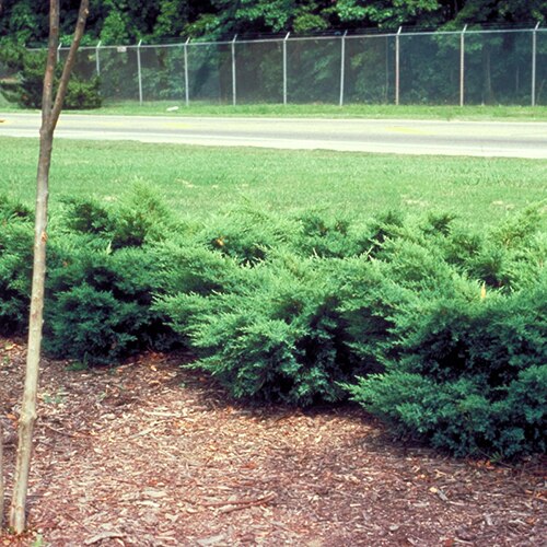 Juniperus Chinensis Chinese Juniper | SiteOne
