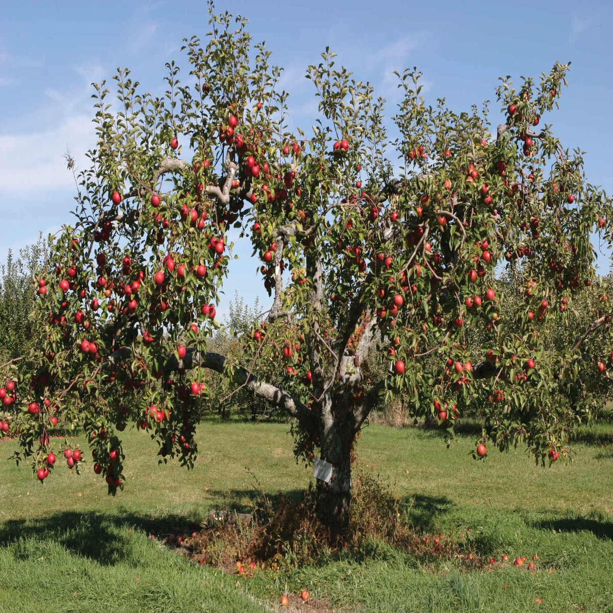 Malus Domestica Red Delicious Semi-Dwarf Apple | SiteOne
