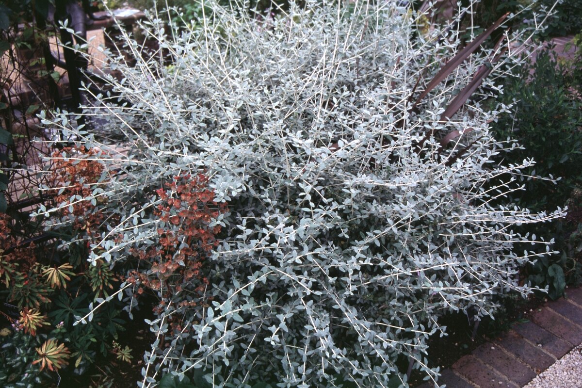 Teucrium Fruticans Bush Germander | SiteOne