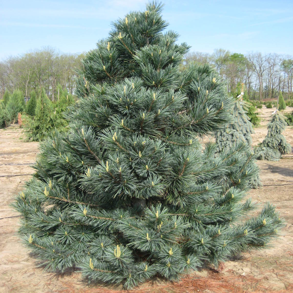 Pinus Flexilis Vanderwolfs Pyramid Limber Pine | SiteOne