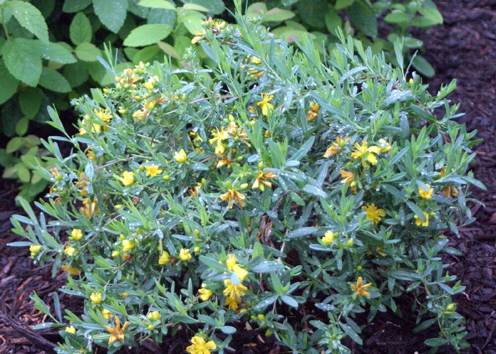 Hypericum X Blue Velvet St. Johns Wort | SiteOne