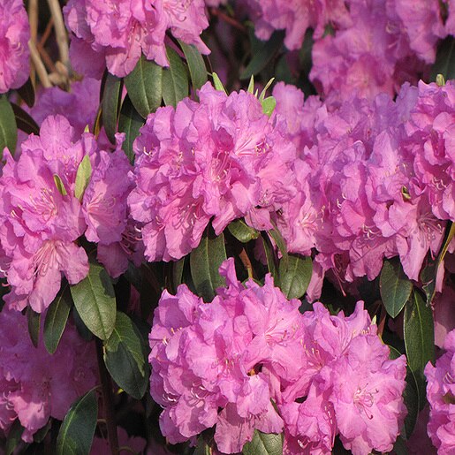Rhododendron X P.J.M. Regal Rhododendron | SiteOne