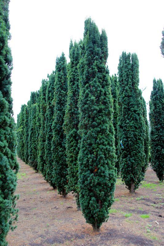 Taxus Cuspidata Fastigiata Captain Japanese Yew | SiteOne