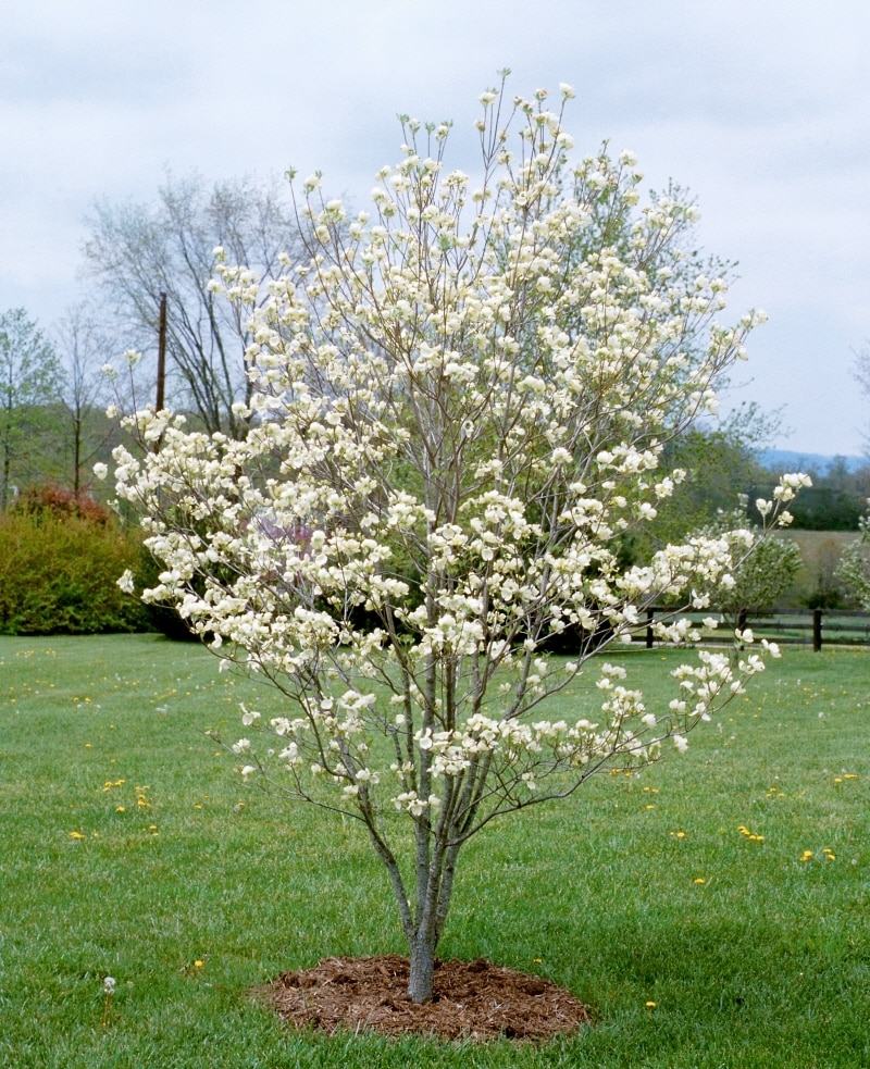 Cornus Florida Cherokee Princess Dogwood | SiteOne