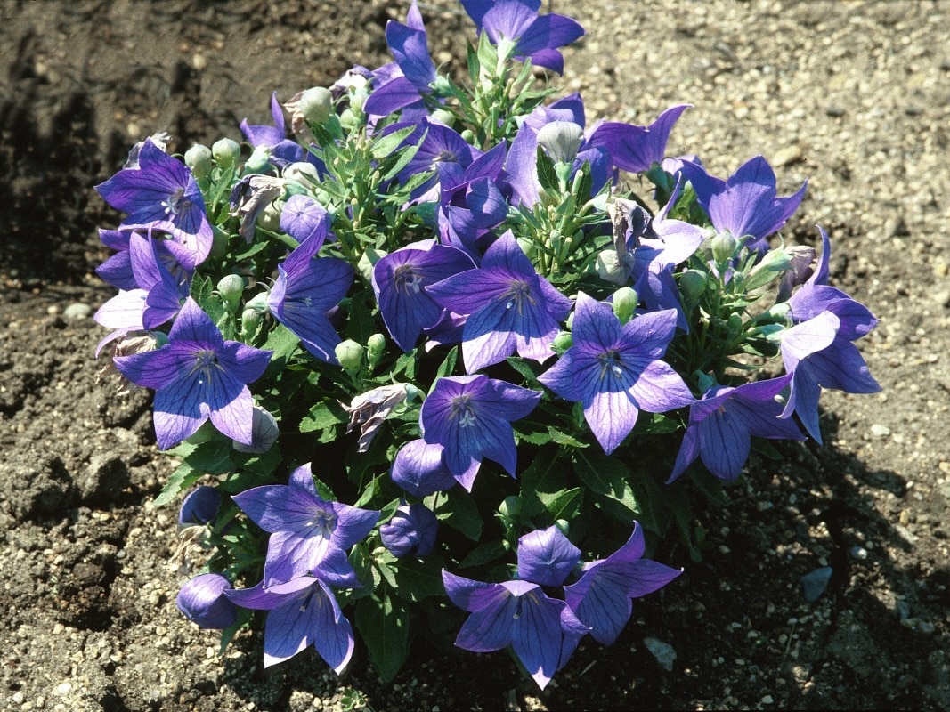 Platycodon Grandiflorus Sentimental Blue Balloon Flower | SiteOne