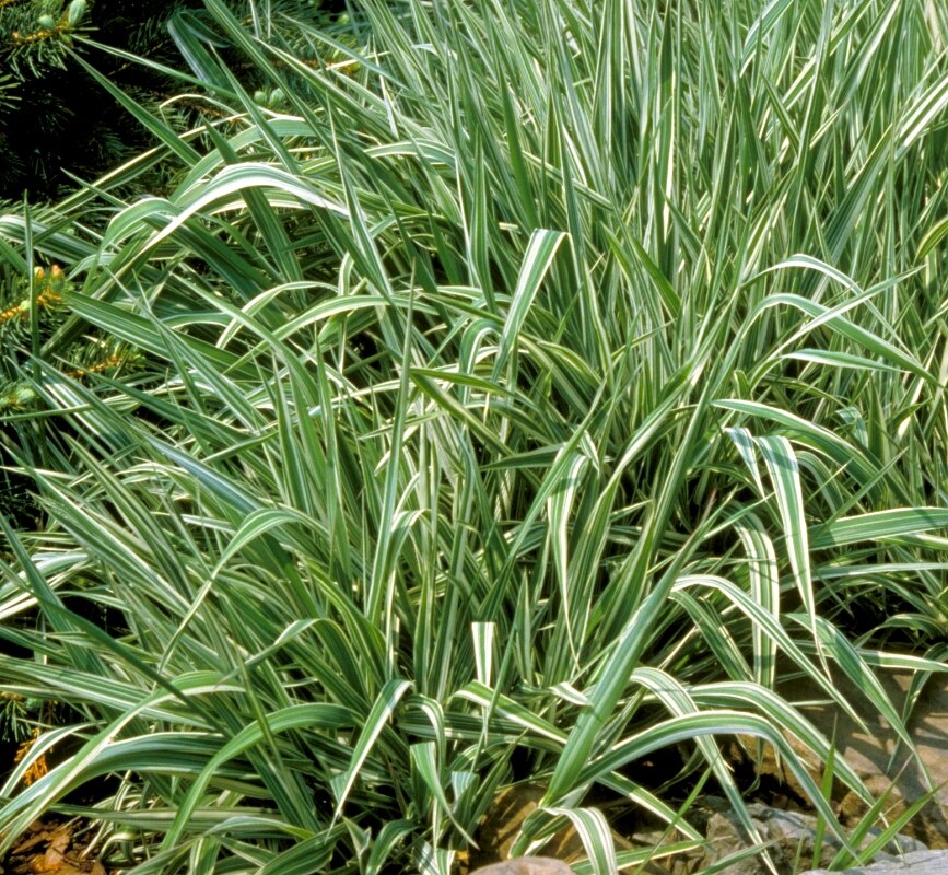 Phalaris Arundinacea var. Picta Ribbon Grass | SiteOne