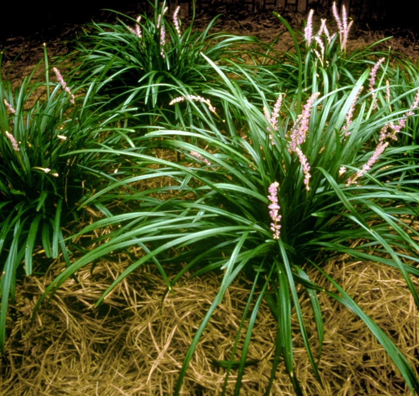 Liriope Muscari Lilyturf | SiteOne