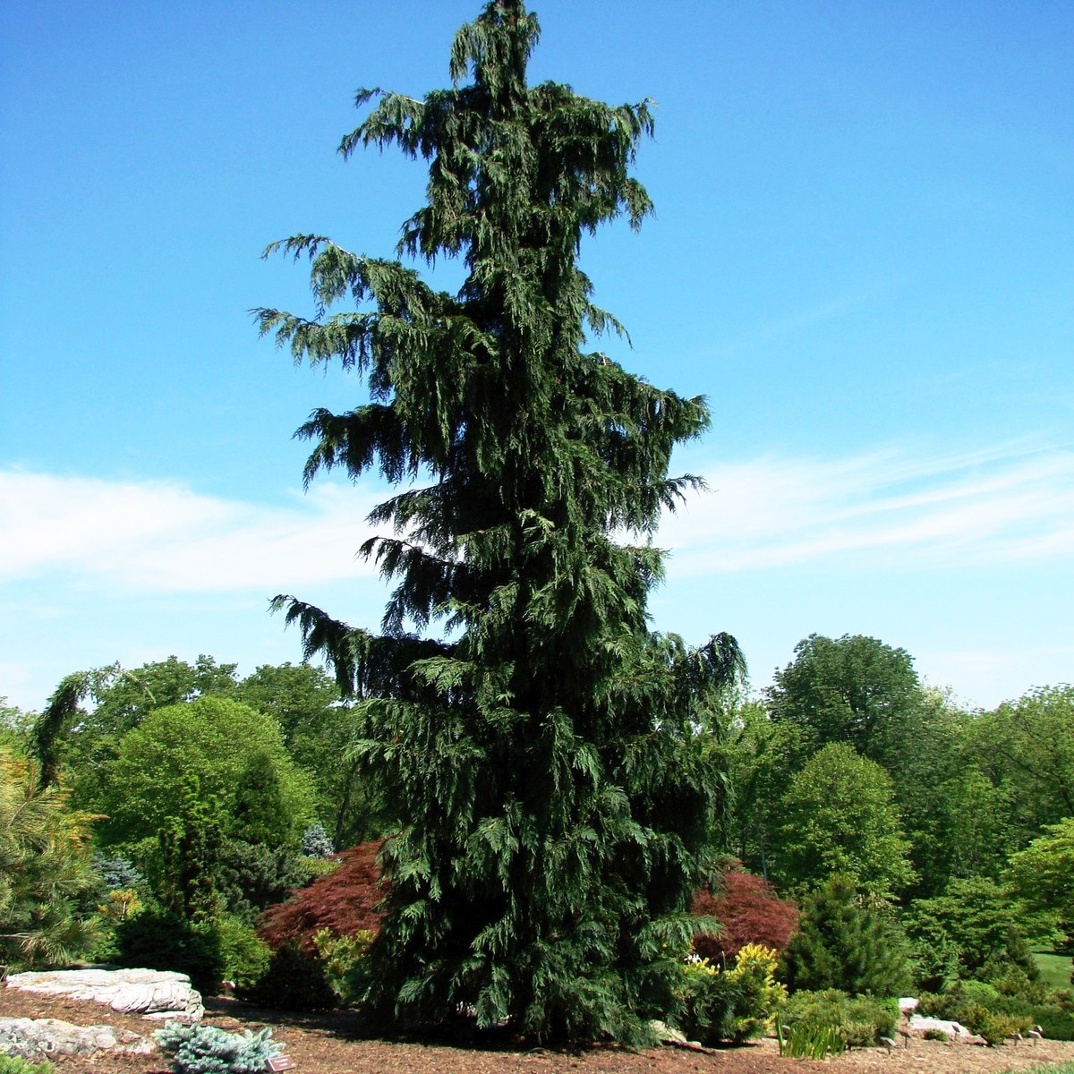 Chamaecyparis Nootkatensis Green Arrow Weeping Alaskan | SiteOne