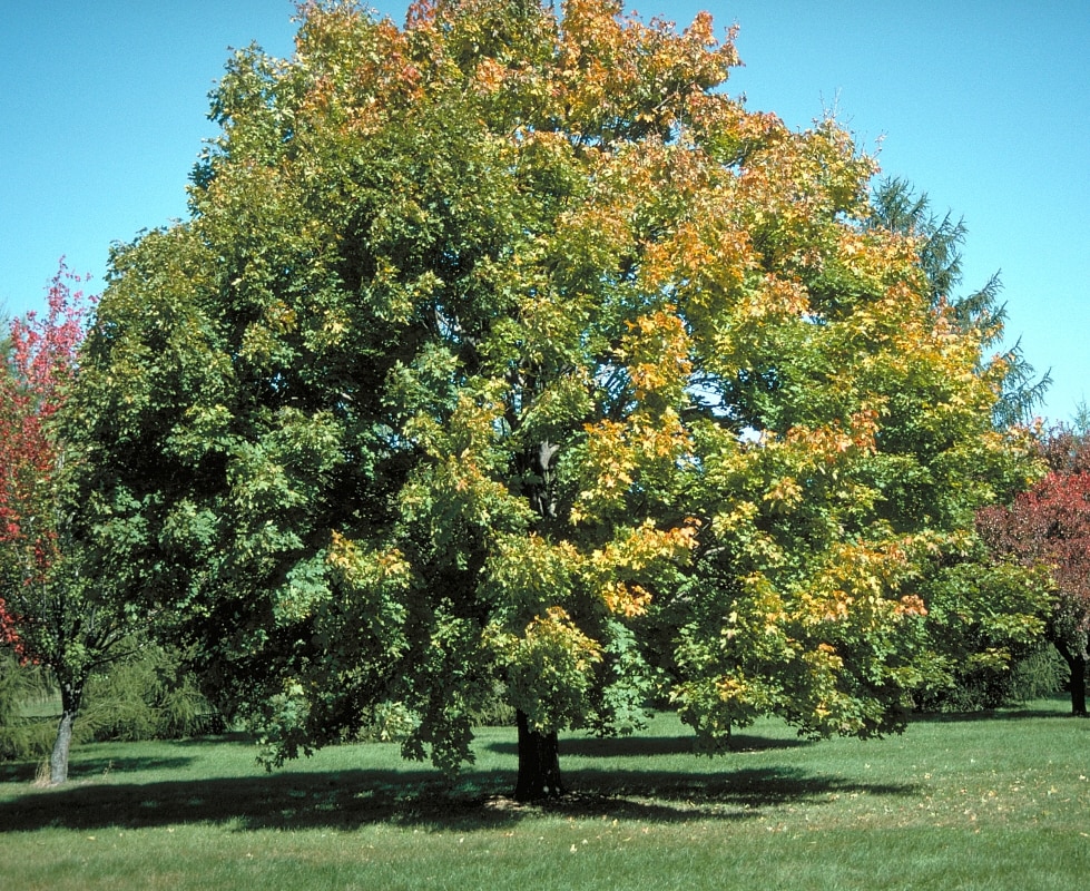 Acer Platanoides Emerald Queen Norway Maple | SiteOne
