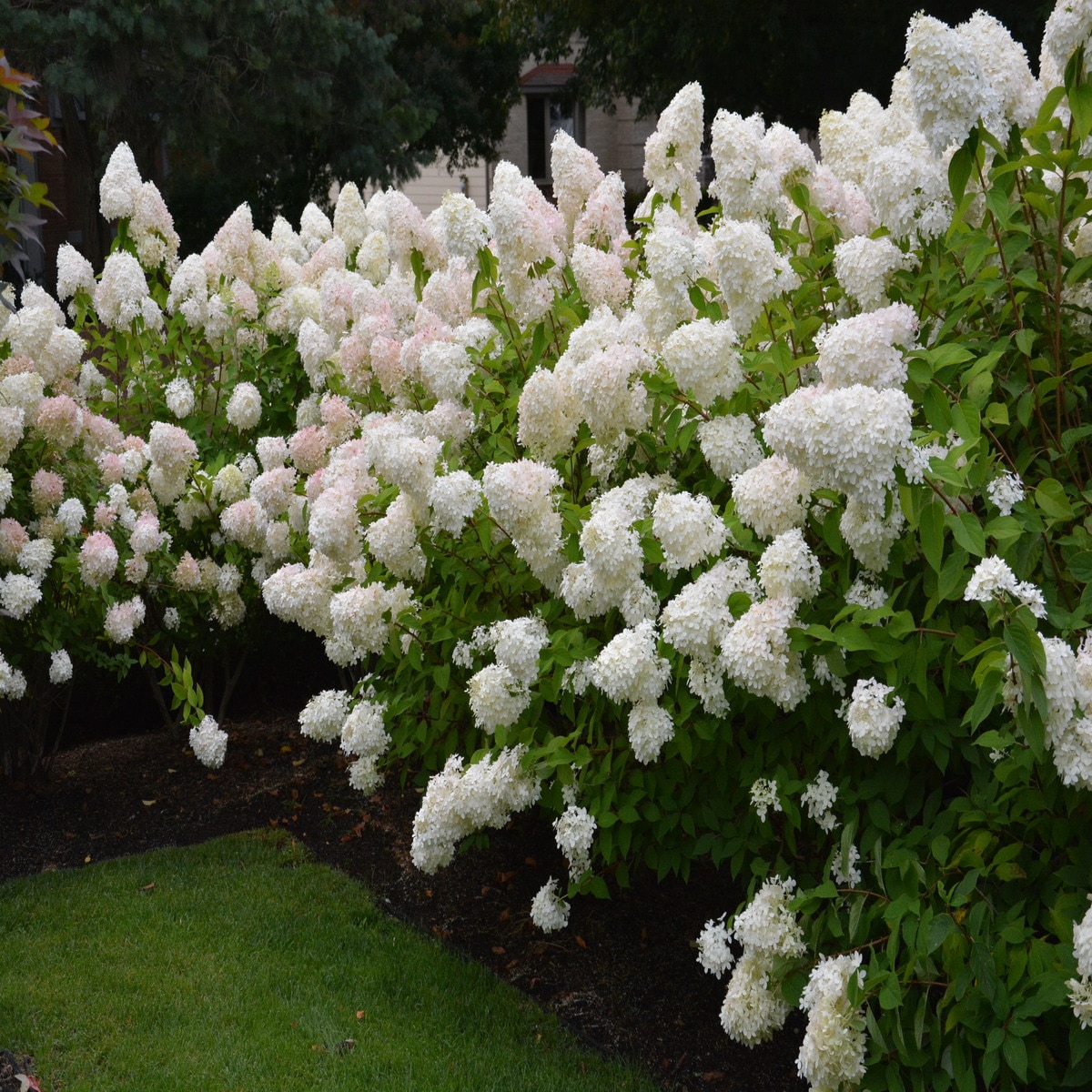 Hydrangea Paniculata Bombshell Panicle Hydrangea | SiteOne