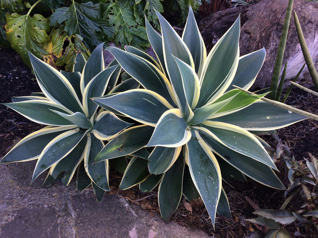 Agave Attenuata Ray of Light Foxtail Agave | SiteOne