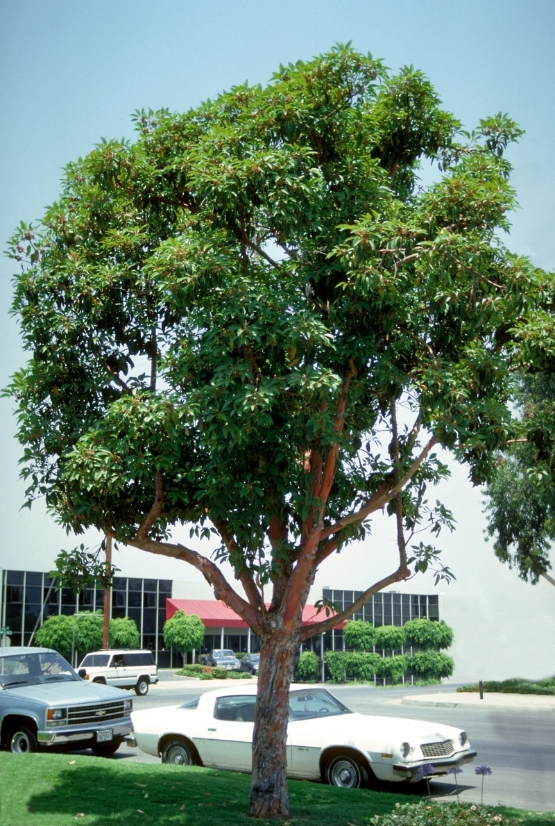Brisbane Box Tree Images at Carol Peralta blog