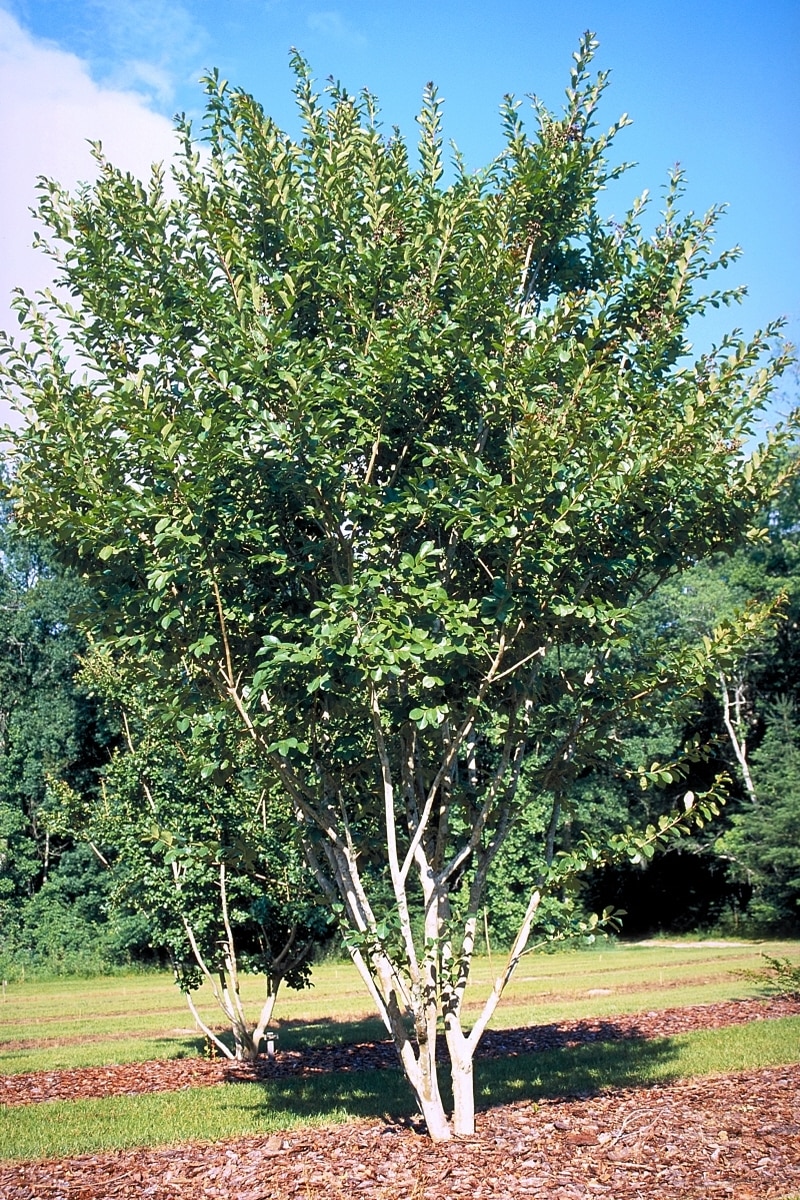 Lagerstroemia Indica X Fauriei Miami Crape Myrtle | SiteOne