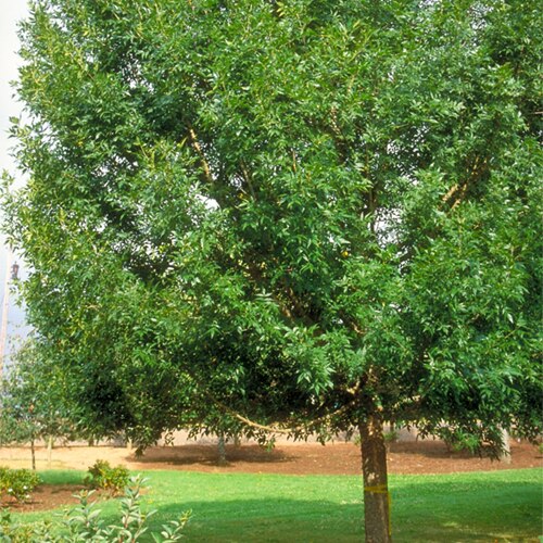 Fraxinus Pennsylvanica Patmore Green Ash | SiteOne