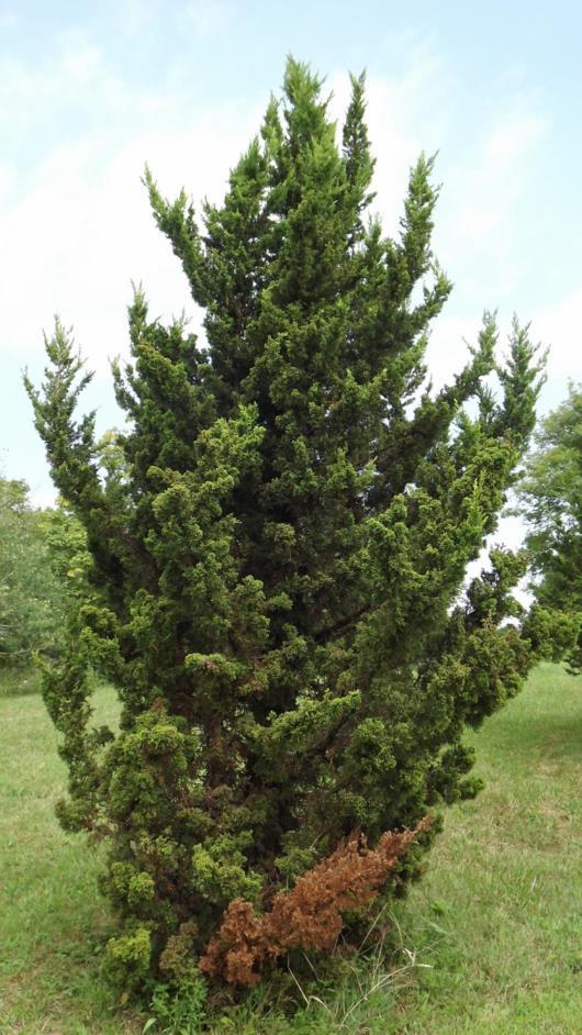 Juniperus Chinensis Hooks Chinese Juniper | SiteOne