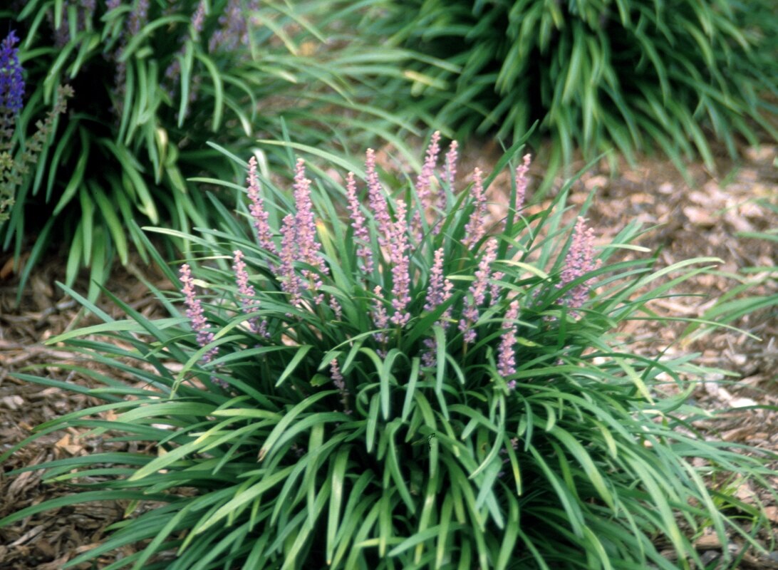 Liriope Spicata Creeping Lilyturf | SiteOne