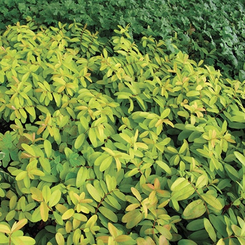 Hypericum Calycinum Brigadoon Aarons Beard | SiteOne