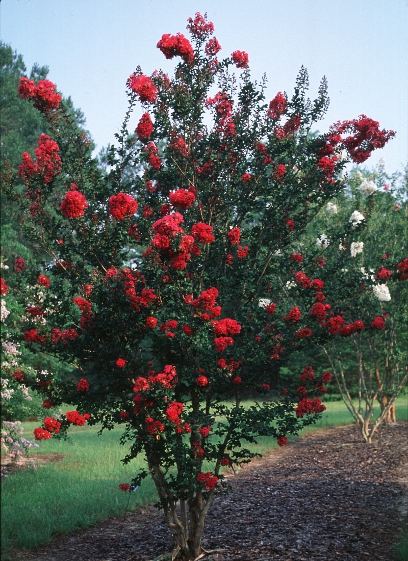 Centennial Spirit Crape Myrtle Tree