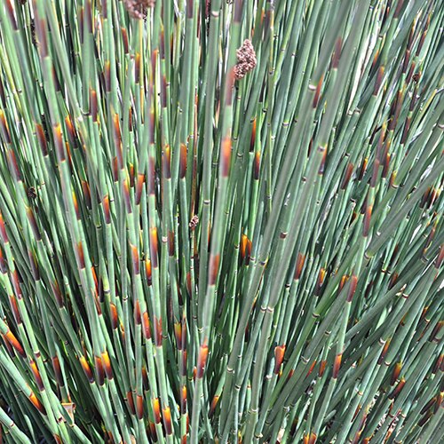 Chondropetalum Elephantinum Large Cape Rush | SiteOne