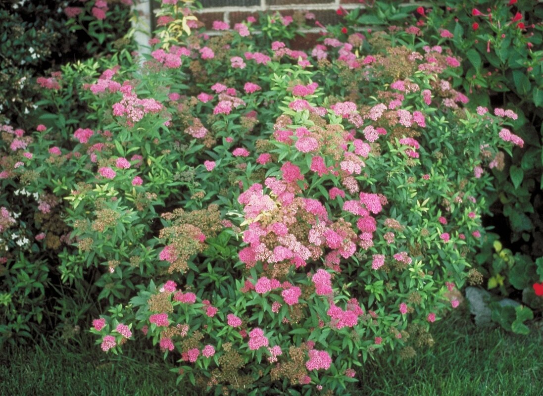 Spiraea X Bumalda Anthony Waterer Spirea | SiteOne
