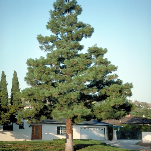 Pinus Canariensis - Canary Islands Pine 36 in. | SiteOne