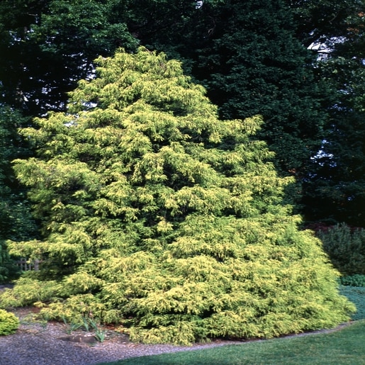 Chamaecyparis Pisifera Gold Spangle Japanese Falsecypre | SiteOne