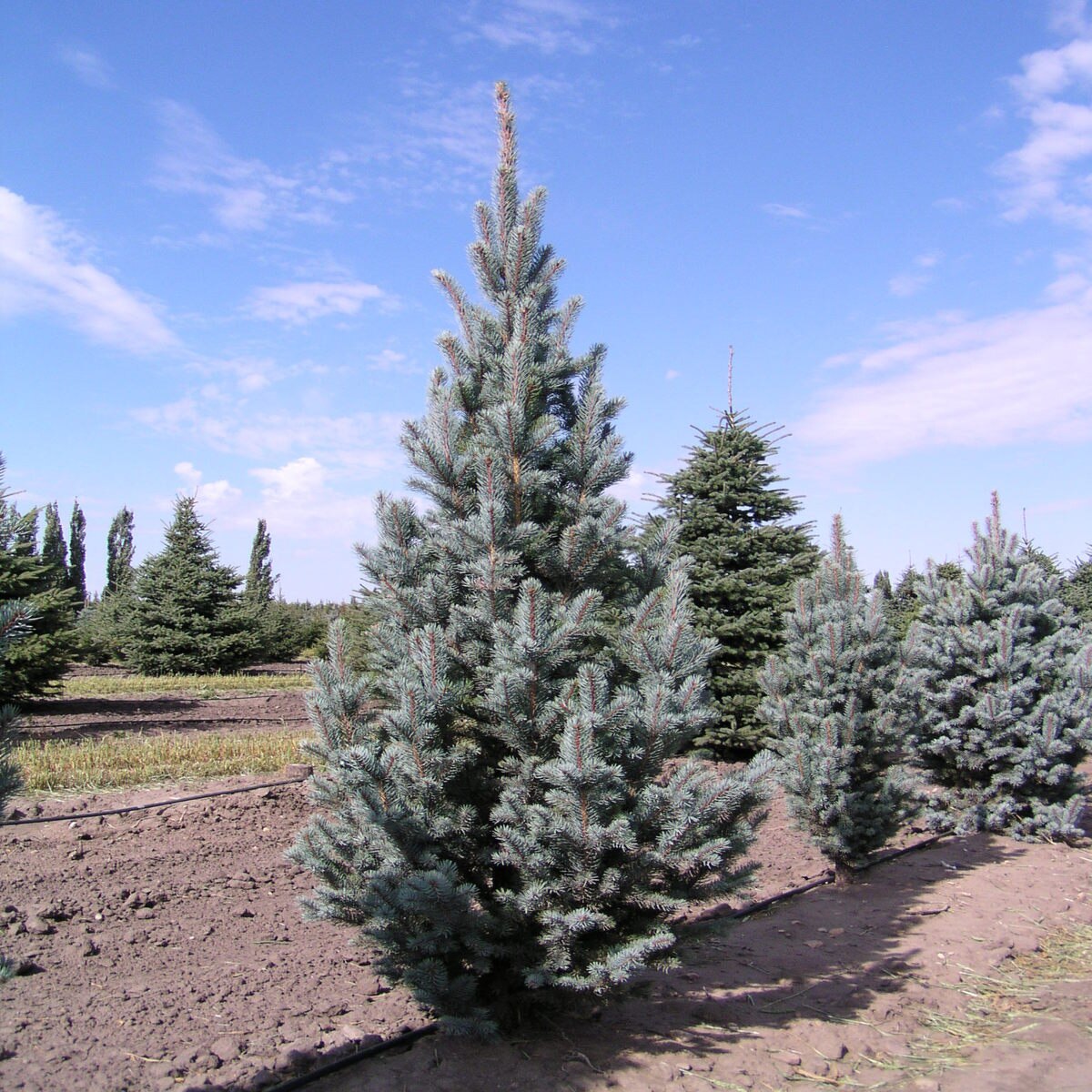 Picea Pungens Fastigiata Colorado Spruce | SiteOne
