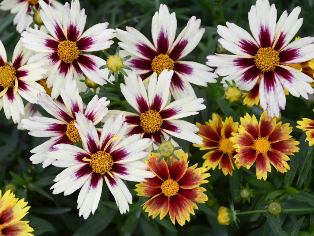 Coreopsis X Lil Bang Starlight Tickseed | SiteOne
