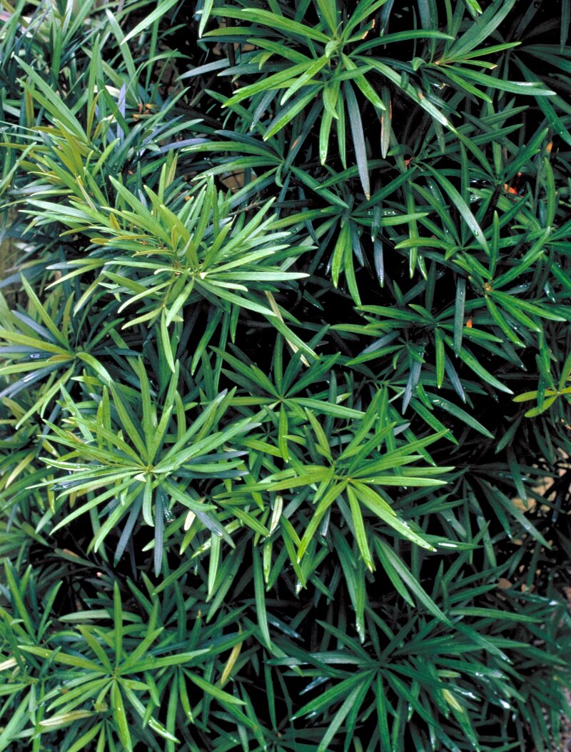 Podocarpus Macrophyllus - Southern Yew #45 | Flowers, Plants & Shrubs ...