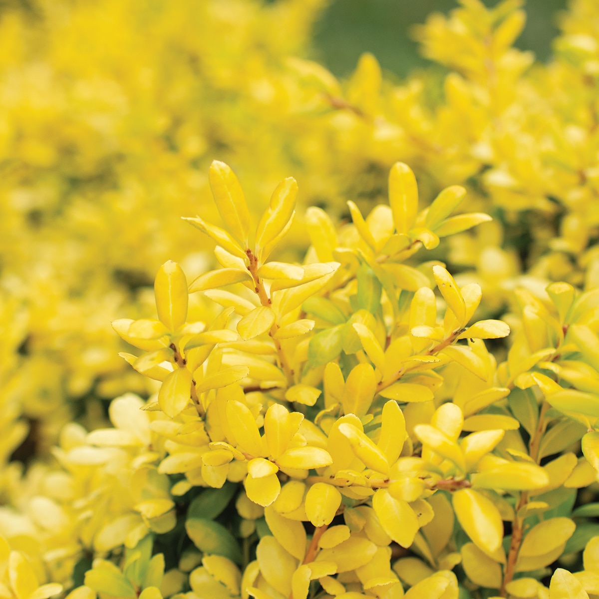 Ilex Crenata Drops of Gold Japanese Holly | SiteOne