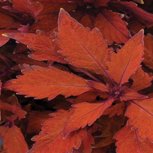 Solenostemon Scuttellarioides FlameThrower Habanero Col | SiteOne