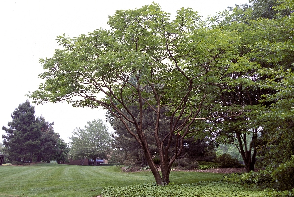 Maackia Amurensis Amur Maackia | SiteOne