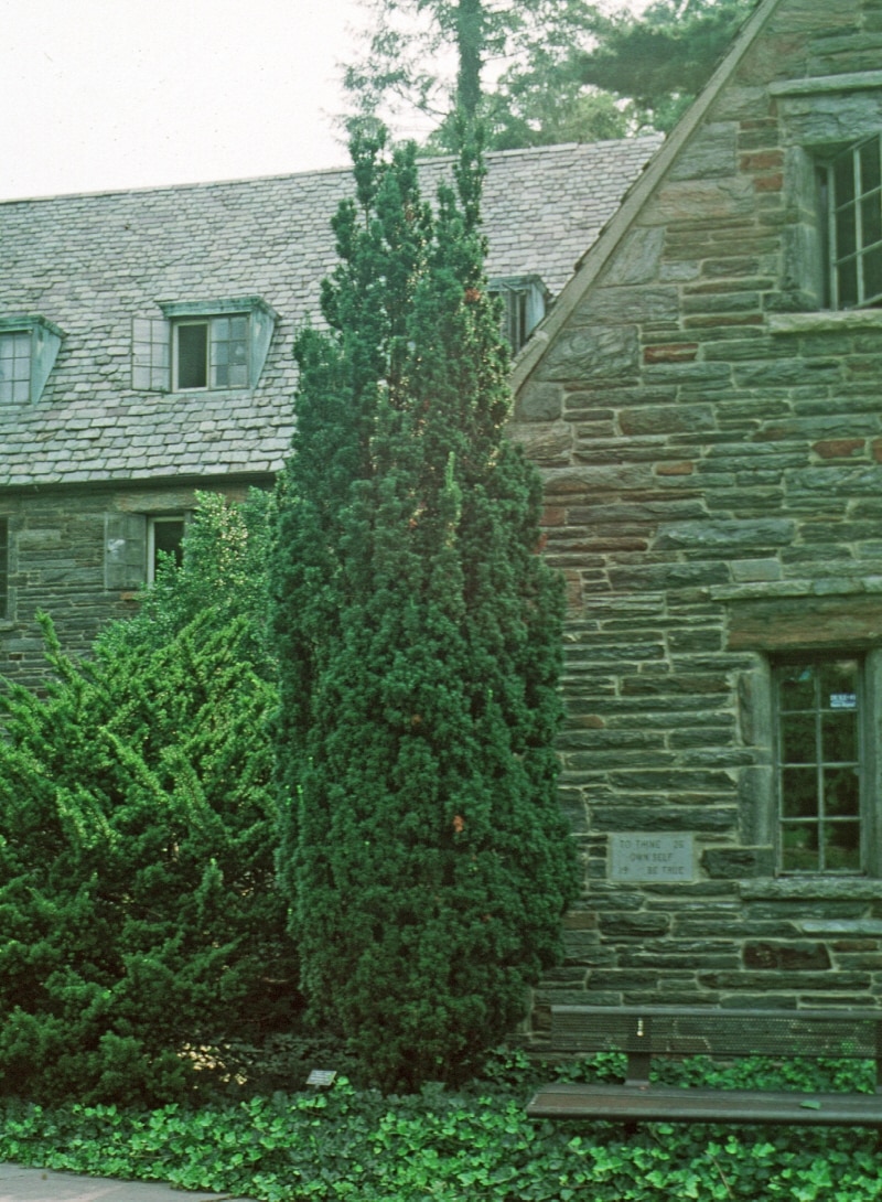 Taxus X Media Hatfieldii Anglojap Yew | SiteOne