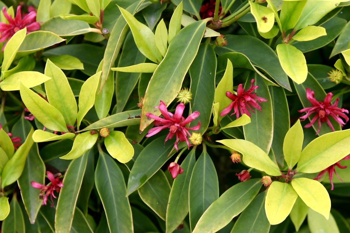 Illicium Floridanum Florida Anise | SiteOne