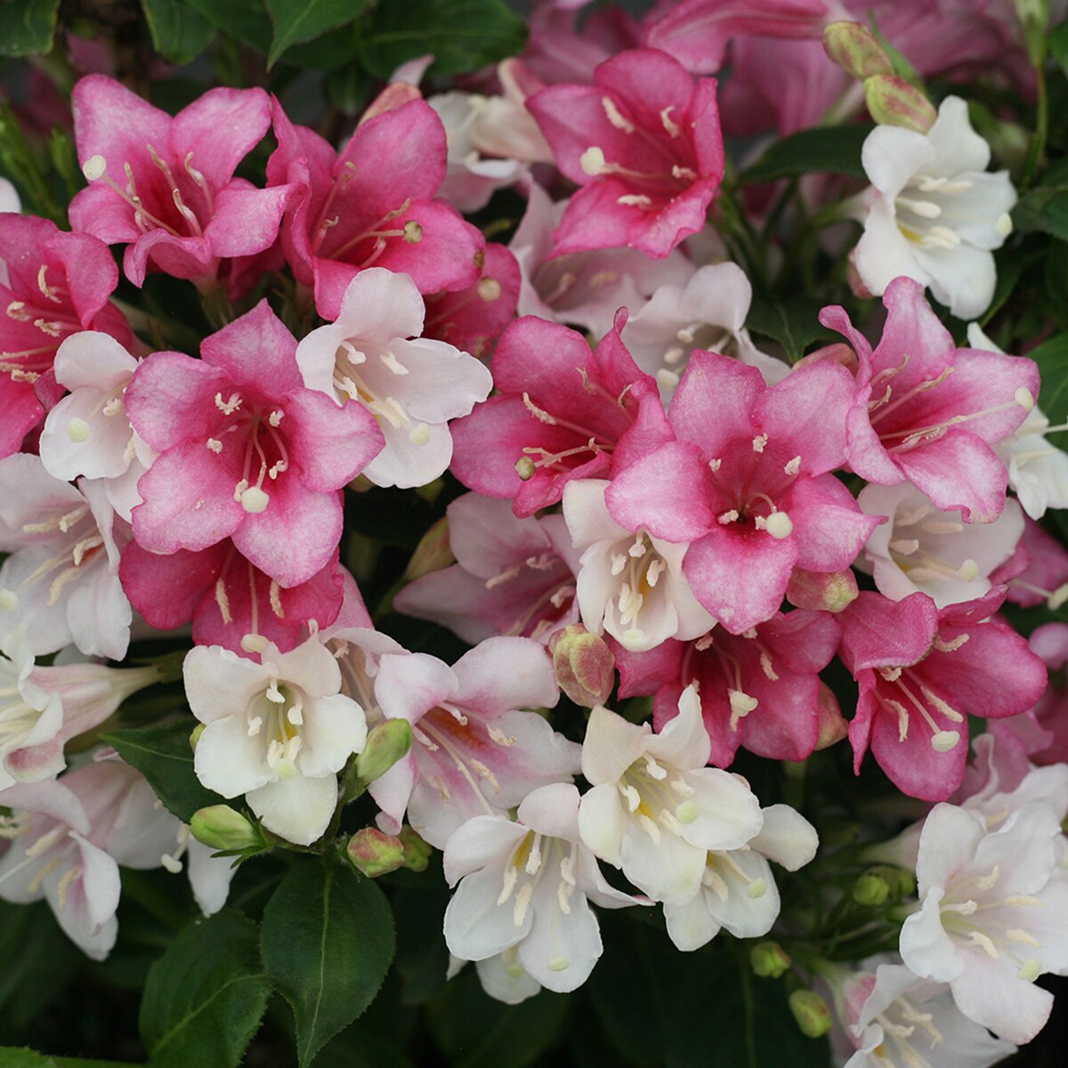 Weigela Florida Czechmark Trilogy Weigela | SiteOne
