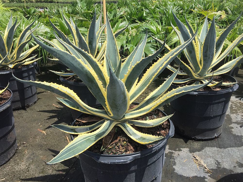 Agave Desmettiana Variegata Smooth Agave | SiteOne