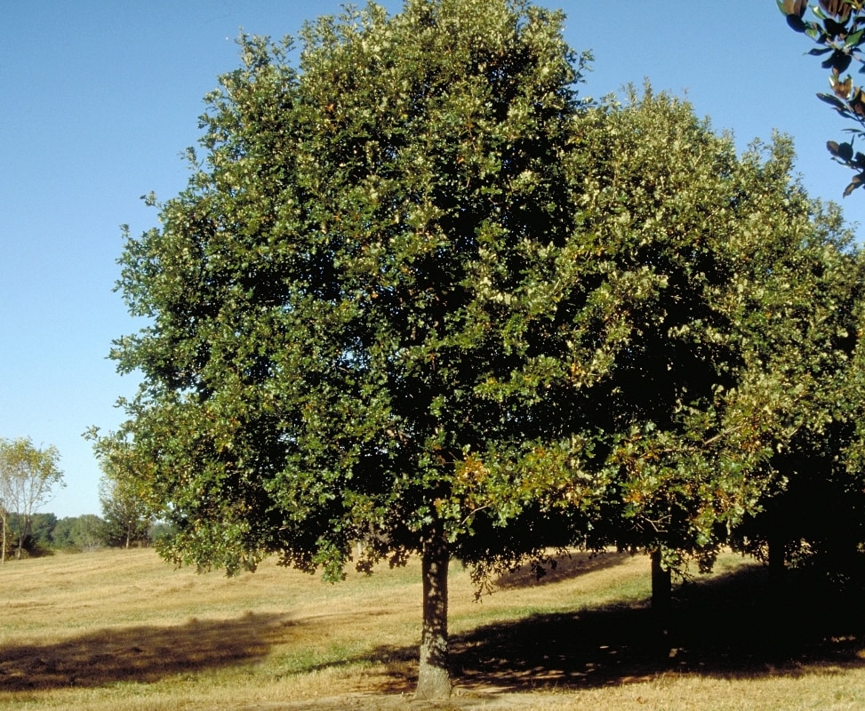 Quercus Lyrata Overcup Oak | SiteOne