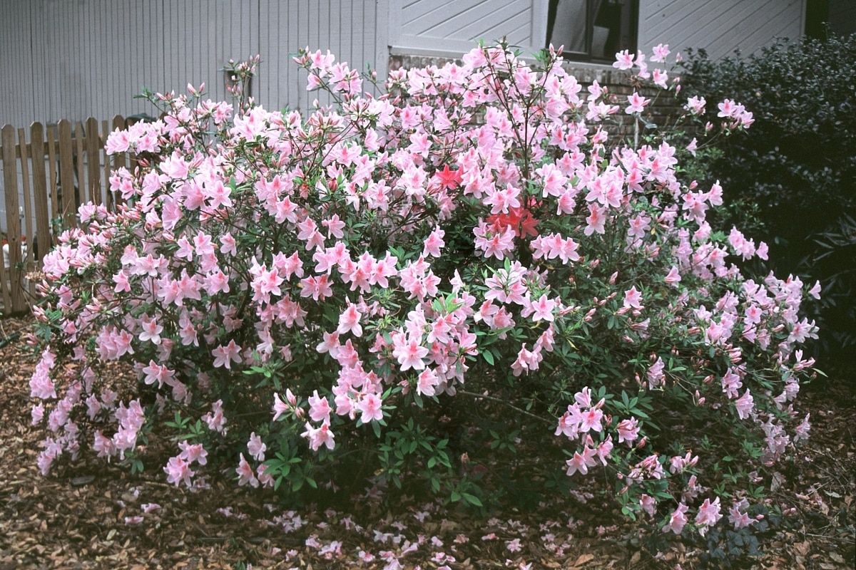 Rhododendron X George L. Taber Azalea | SiteOne