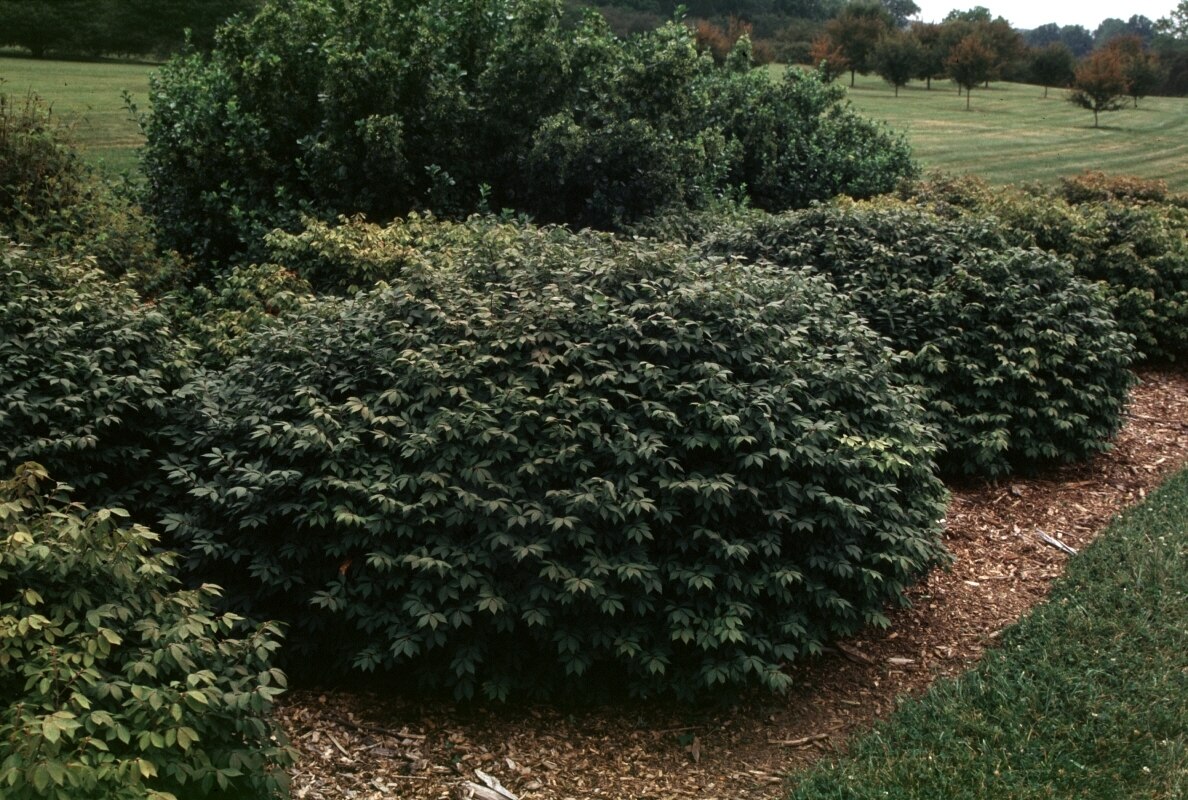 Euonymus Alatus Rudy Haag Dwarf Burning Bush | SiteOne
