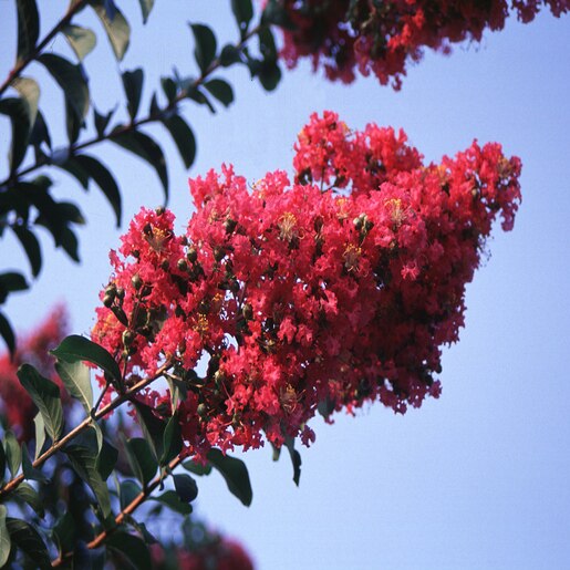 Lagerstroemia Indica X Fauriei Comanche Crape Myrtle | SiteOne
