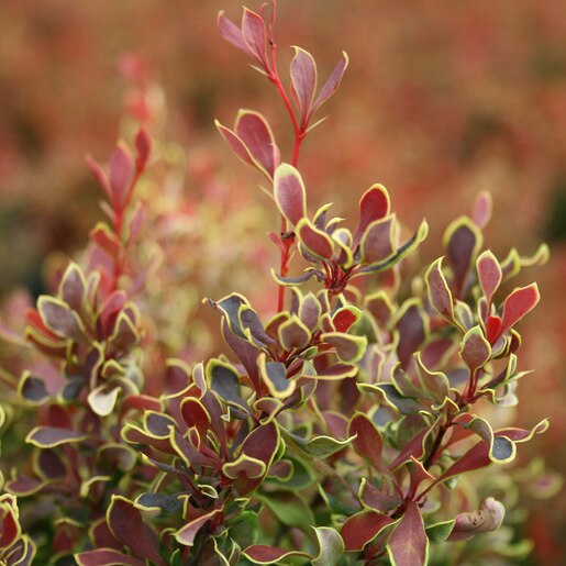 Berberis Thunbergii Goruzam Golden Ruby Japanese Barber | SiteOne
