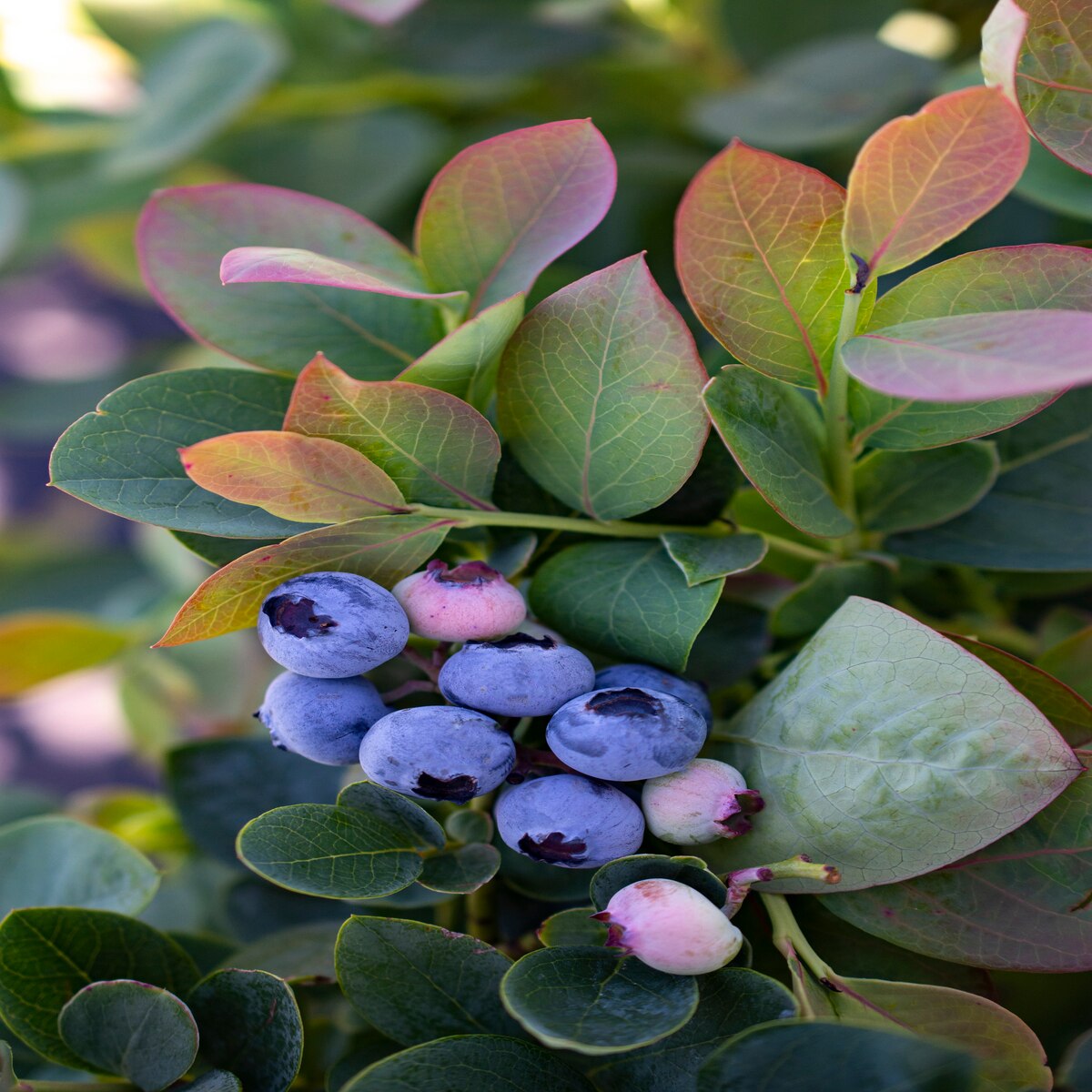 Vaccinium X Silver Dollar Bushel & Berry Blueberry | SiteOne