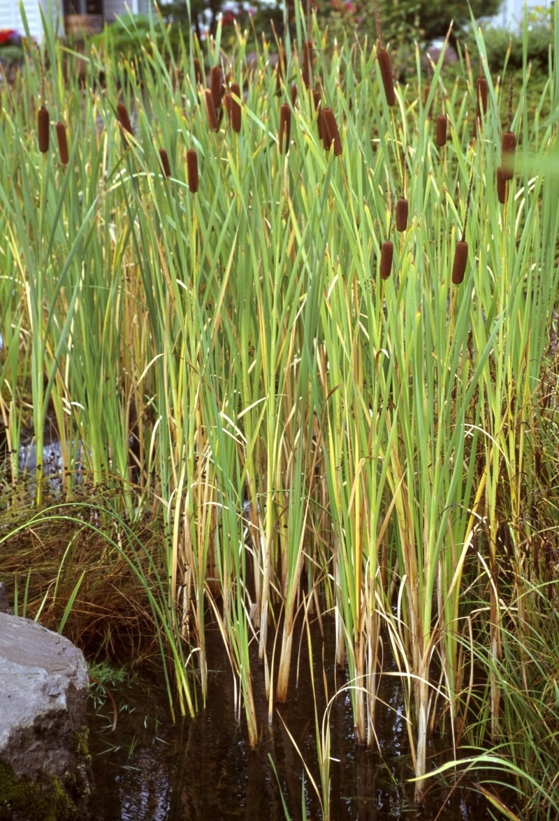 Typha Latifolia Broadleaf Cattail #1 Container | SiteOne