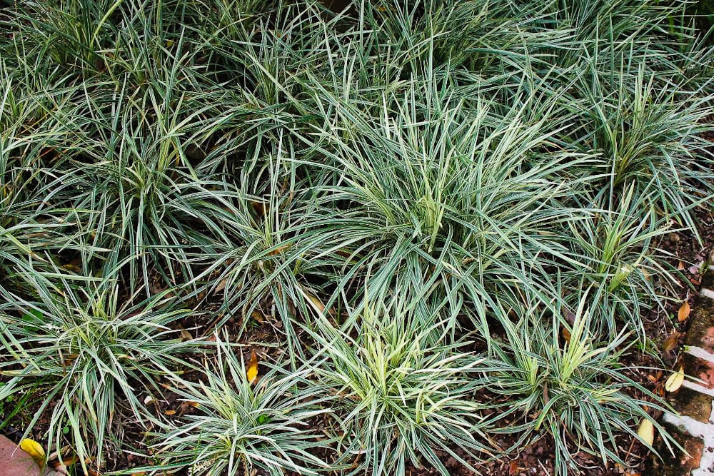 Liriope Muscari Aztec Grass Lilyturf | SiteOne