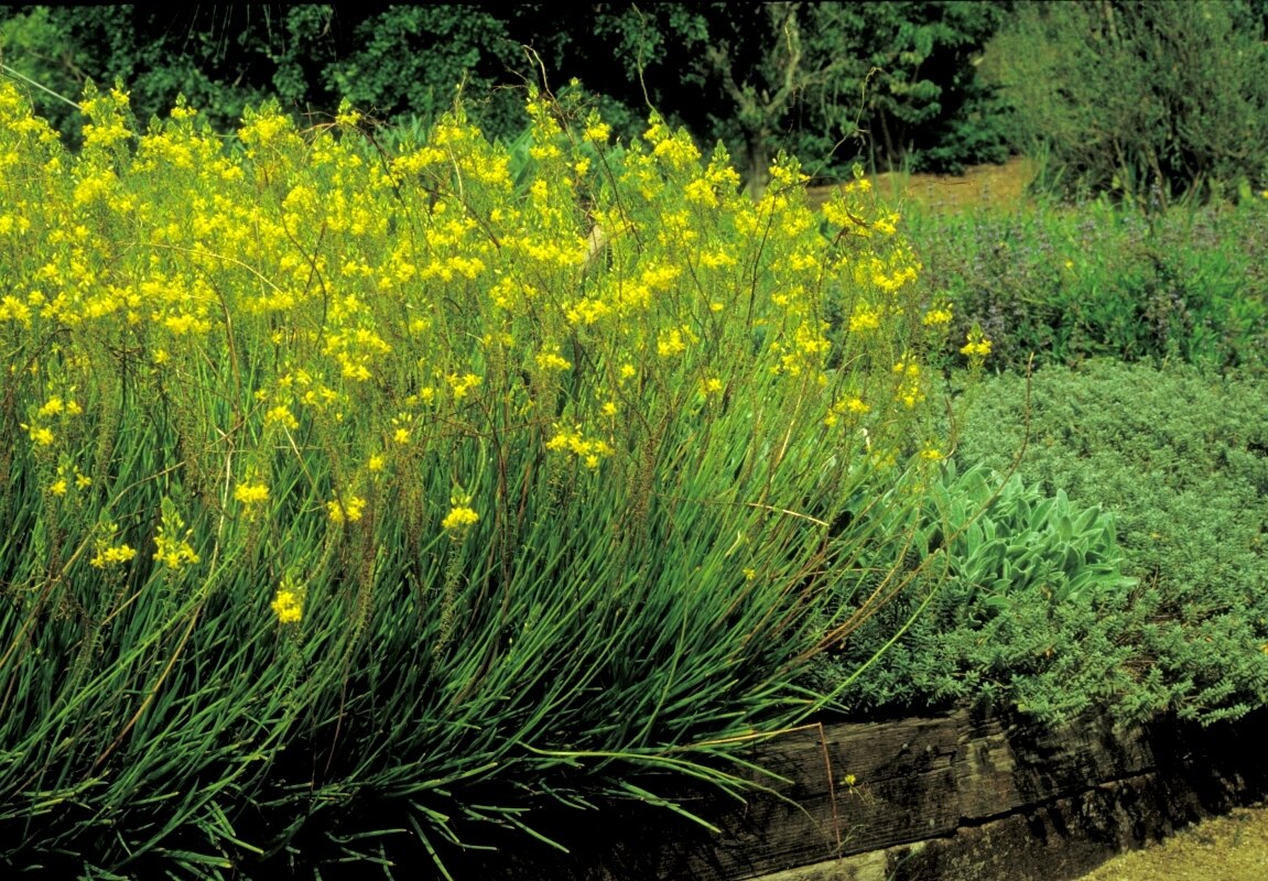 Bulbine Frutescens Stalked Bulbine | SiteOne