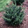 Ilex Crenata Compacta Japanese Holly | SiteOne