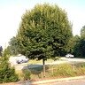 Zelkova Serrata City Sprite Japanese Zelkova | SiteOne