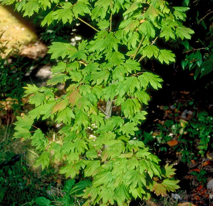 Acer Circinatum Vine Maple | SiteOne